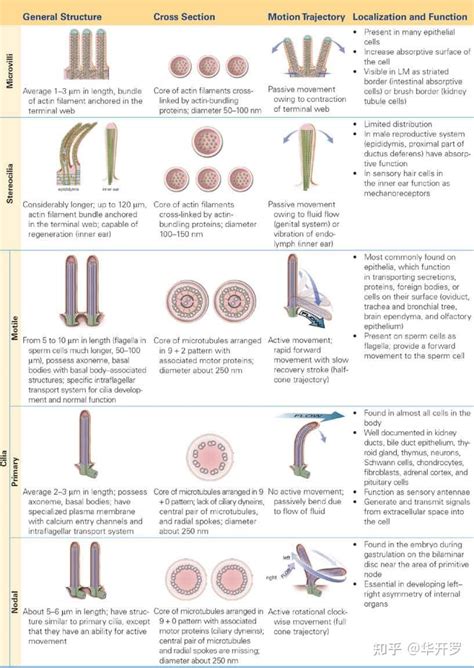 Epithelial Tissue 上皮组织 知乎