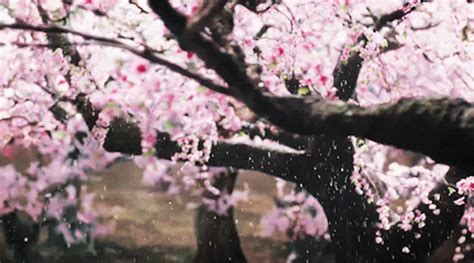 Cherry Blossom Tree S Free Cherry Blossom Animations Blgqmg