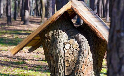 Дощові садки будиночки для комах та інші обєкти у столиці всі цікаві екоініціативи зібрали на