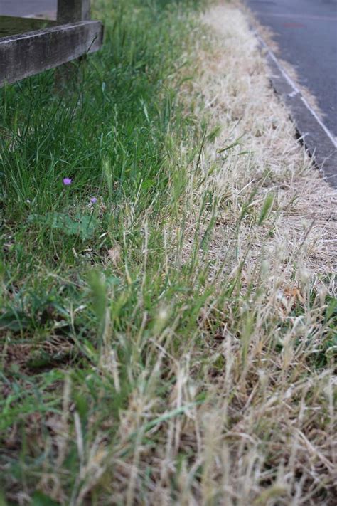 A Patch Of Dead Grass Texture Stock Image Image Of Texture Lawn 252534375
