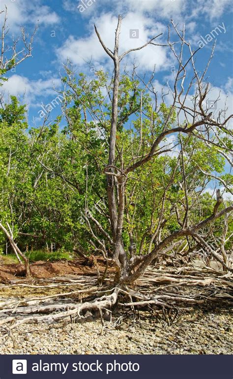 Tree With Roots And Branches High Resolution Stock Photography And Images Alamy