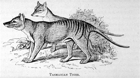 Back From The Dead Reported Sightings Fuel Hope For Return Of