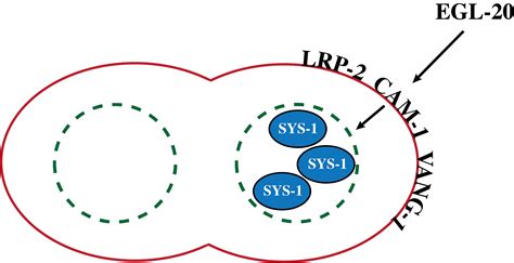 The Role Of Lrp 2 In C Elegans Vulval Cell Lineage Polarity