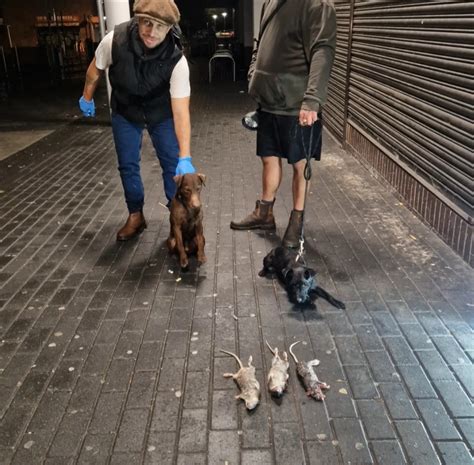 Billy Burroughs Only 3 Rats Tonight The Wind And Rain Kept Facebook