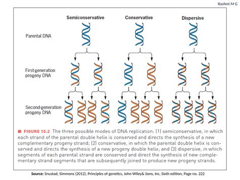 Dna Replication Introduction Methods Biochemistry Steps Involved