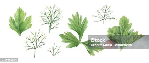 파슬리 딜 셀러리 잎 신선한 녹지 정원 허브 맛있는 조미료 식물 수채화 꽃 그림은 흰색 배경에 고립되어 있습니다 조리법 메뉴 요리책을 위한 녹색 요소 개체 그룹에 대한 스톡