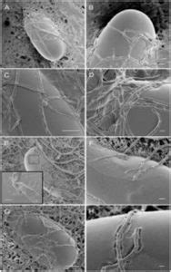 Pochonia Chlamydosporia Nematicide For Plants Novobac