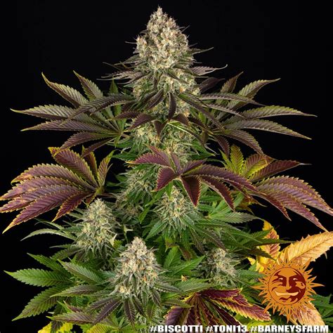 Biscotti Barneys Farm® Cannabis Frø