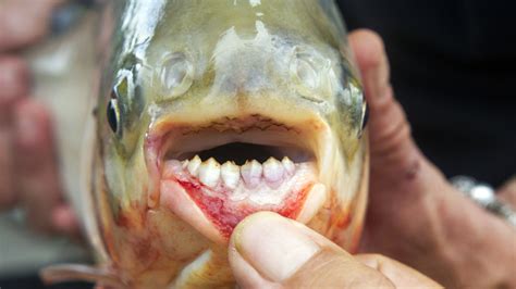 13 Different Species Of Fish With Terrifyingly Sharp Teeth