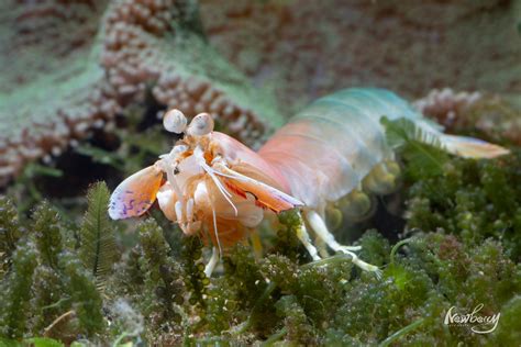 Odontodactylus Japonicus From 中国广东省汕头市潮阳区 On October 27 2023 At 1258