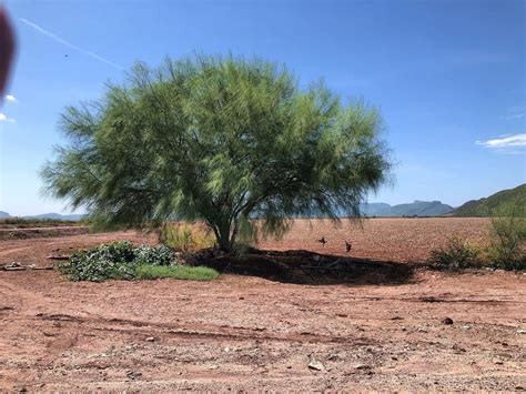 Cultura Indígena El Palo Verde Es Conocido Por Diversos Nombres Y Uno