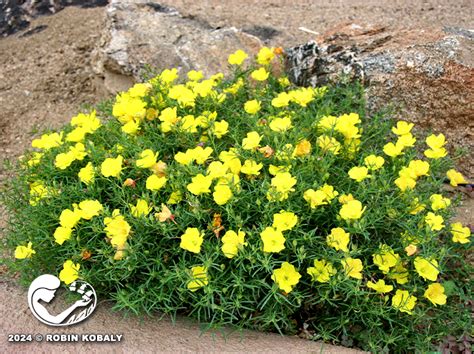 Plant Of The Month Sundrops The Power Of Plants The Power Of Plants