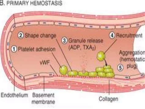 Blood Coagulation And Physiology Pptx
