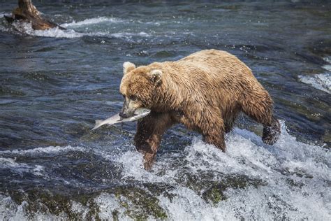 Katmai National Park Rewarded