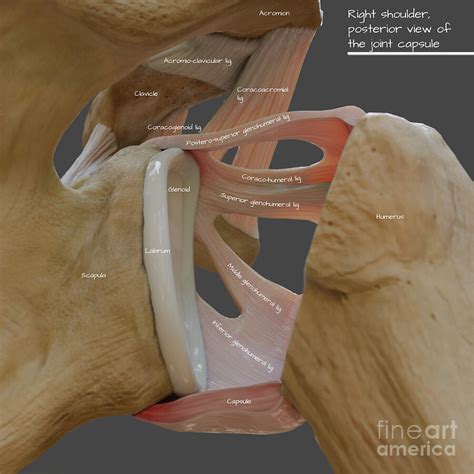 Glenohumeral Ligaments Of The Shoulder Photograph By Catherine Bone