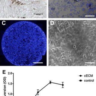 Morphology Of Hl 1 Cells Cultivated In The Presence Of Cecm A