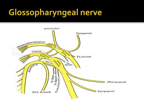 Glossopharyngeal Nerve Pptx