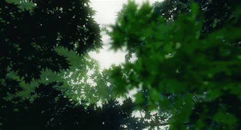 Tree GIF Tree Discover Share GIFs Tree GIF Tree Discover Share GIFs