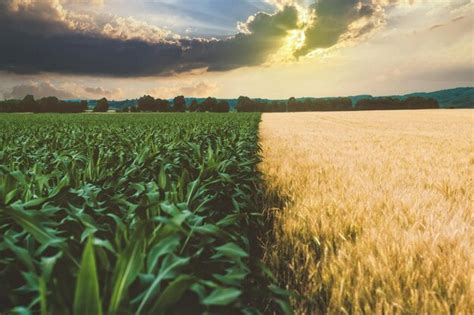 Premium Photo Boundary Line