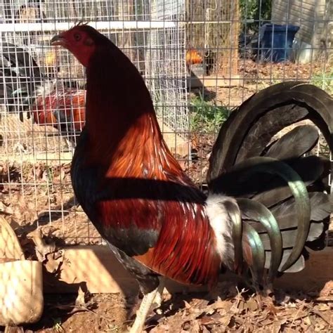 Kirk Mcbryar Penny Hatch Broodfowl Scorpion Ridge Gamefarm Artofit