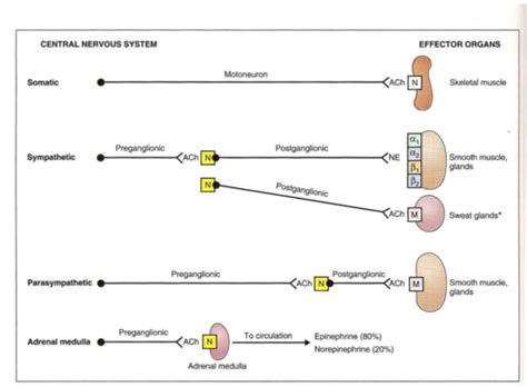 2 Autonomic Nervous System Flashcards Quizlet