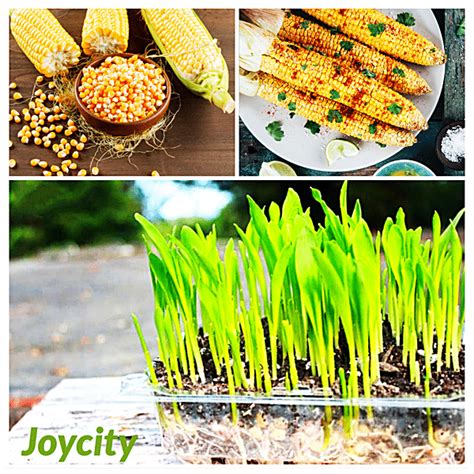 Buy Joycity Sweet Corn Microgreens Online At Best Price Of Rs 199