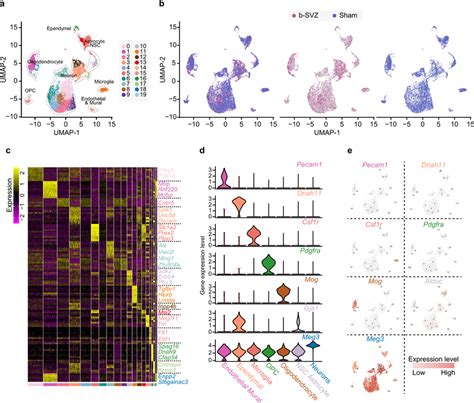 Snrna Seq Reveals The Cell Heterogeneity Within The Svz Of Mice A Download Scientific