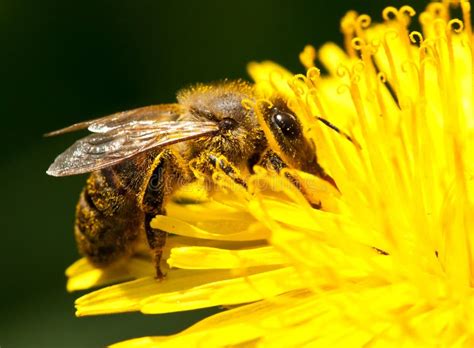 Worker Bee Working On Pollination Stock Image Image Of Pollination