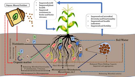 The Effect Of Organo Mineral Fertilizers Omf On Key Components Of Download Scientific Diagram