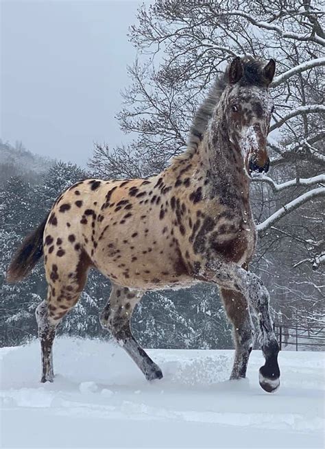 Spotted And Special The Knabstrupper Part Two