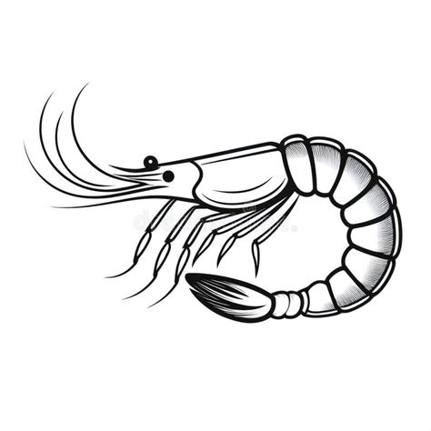 Detailed Shrimp Illustration With Flowing Lines And Curves Stock