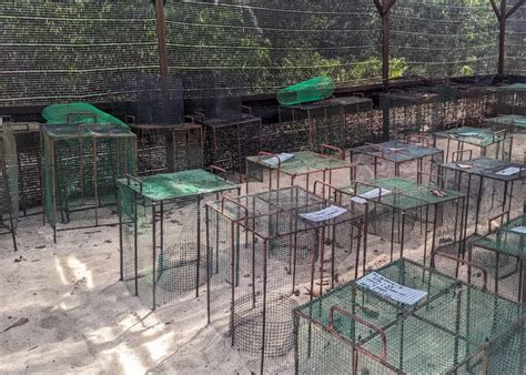 Penang Turtle Conservation Centre How To Get There And What To Expect