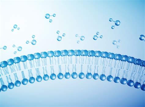 Permeability And Transporter Study Wuxi Apptec Dmpk Service