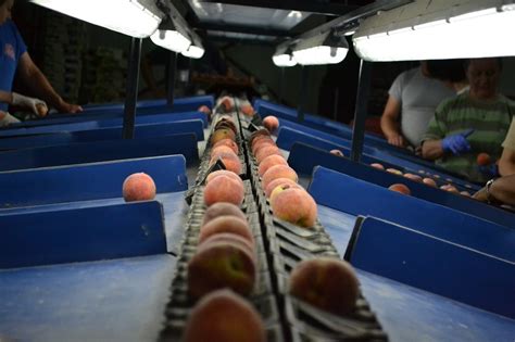 sorting grading packaging line for peaches and nectarines