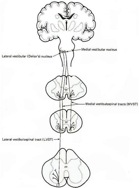 Diagram Of The Nuclei Of Subconscious Motor Pathways Solved
