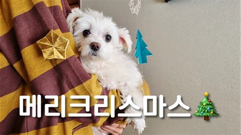 화이트 크리스마스 시골의 겨울밤 펑펑눈 강아지와 함께하는 시골살이 브이로그 Youtube