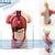12022 Cmam Torso11 Educational 25cm Mini Torso 15parts Anatomy Model