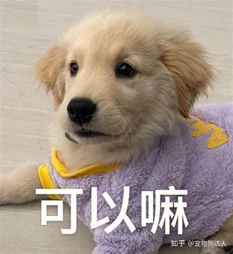 金毛犬掉毛严重怎么办教你几招轻松解决 知乎