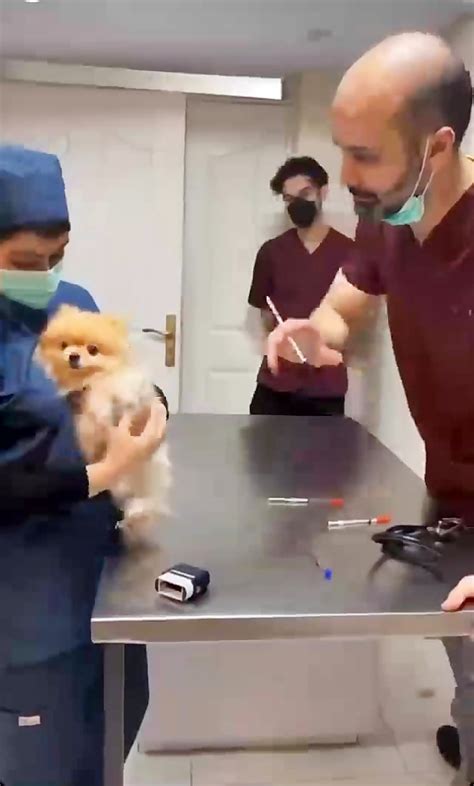 واکسن زدن خنددار سگ