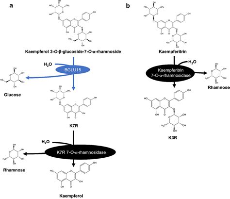 Proposed Kaempferol 7 O α Rhamnoside K7r And Kaempferitrin Catabolic