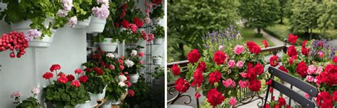 Выращивание зональной и королевской пеларгонии в домашних условиях ...