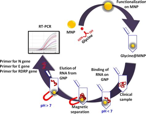 Ph Responsive Glycine Functionalized Magnetic Iron Oxide Nanoparticles For Sars Cov 2 Rna