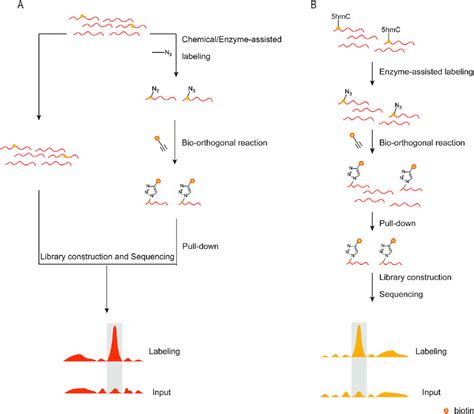 Mapping Nucleic Acid Modifications Based On Bio Orthogonal Tools A Download Scientific