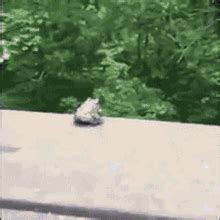 Frog Jump GIFs Tenor