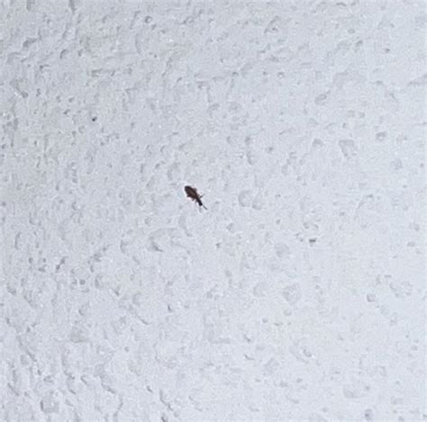 Bug Identification R Pests