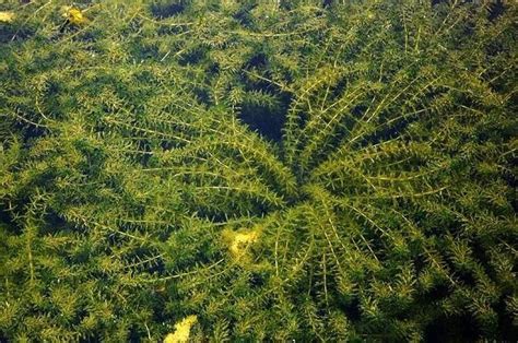 河里常见的水草有哪些 业百科