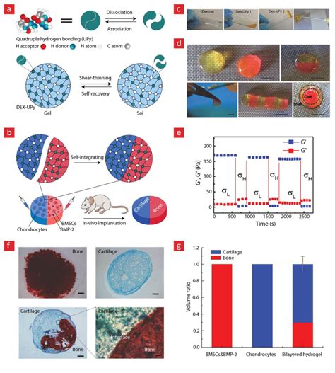 A Self‐healable Hydrogel For Osteochondral Engineering Made From