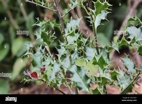 Spiky Green Plant In A Garden Stock Photo Alamy