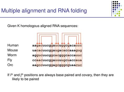 ppt rna secondary structure powerpoint presentation free download