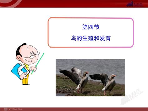 第四节 鸟的生殖和发育word文档在线阅读与下载免费文档